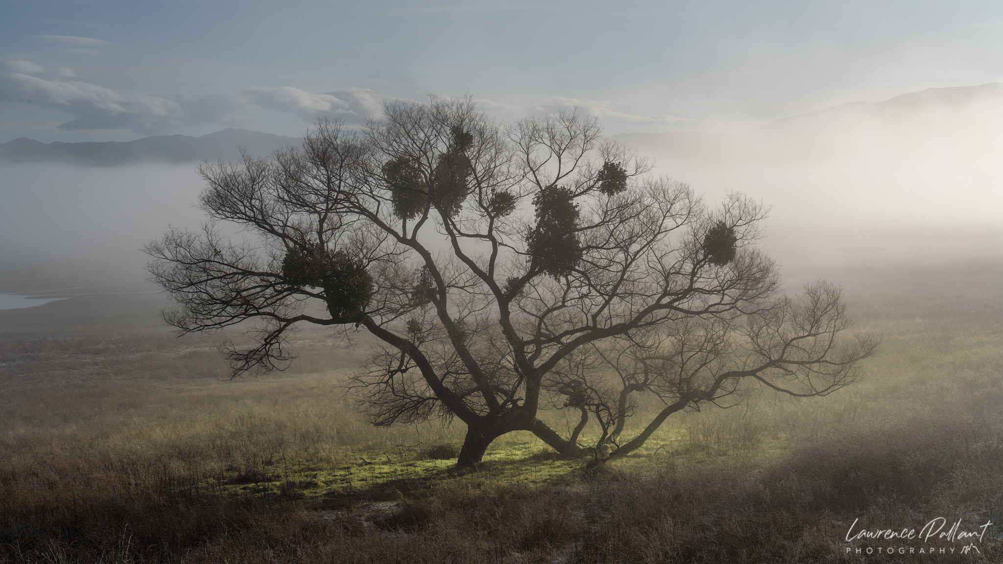 Snow and Fog – Lawrence Pallant Photography