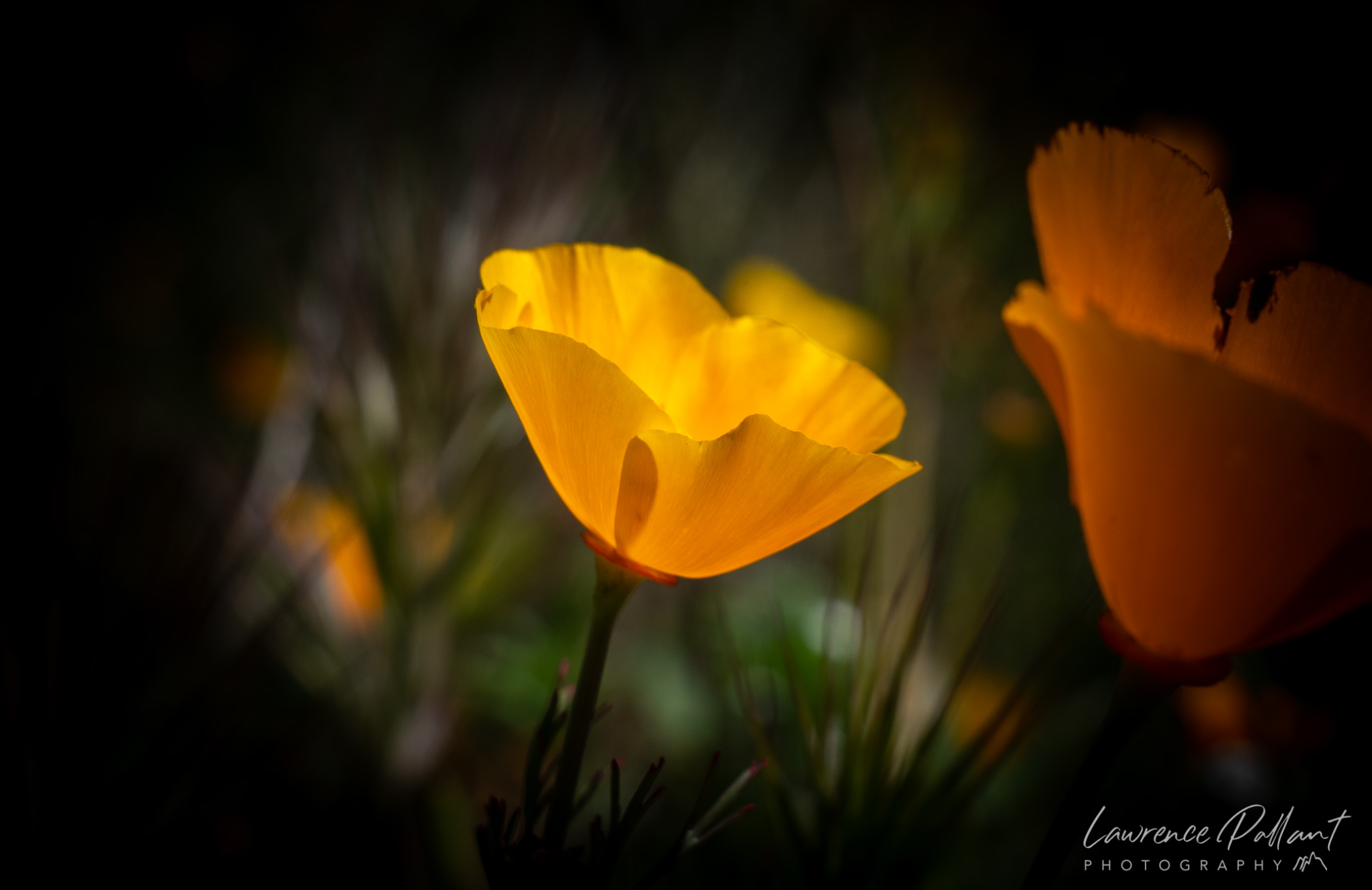 Flowers and Falls – Lawrence Pallant Photography