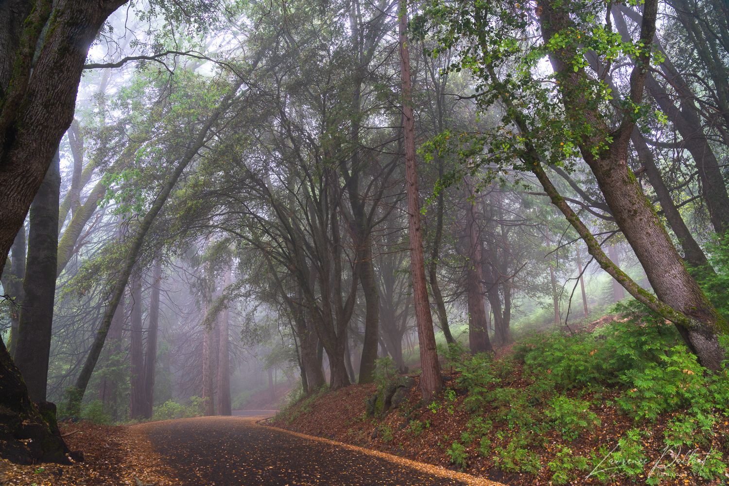The Misty Forest – Lawrence Pallant Photography